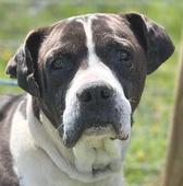 Tazewell County Animal Shelter, Bluefield, VA