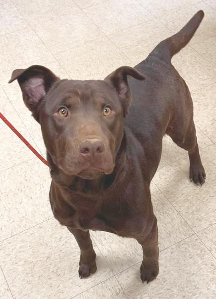 Tazewell County Animal Shelter, Bluefield, VA