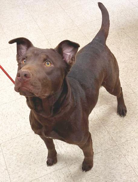 Tazewell County Animal Shelter, Bluefield, VA